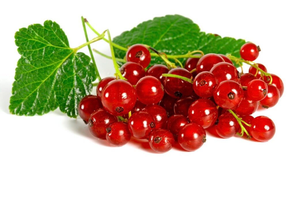 Wholesale supplier of organic red currant. - Blife Srl organic wholesaler