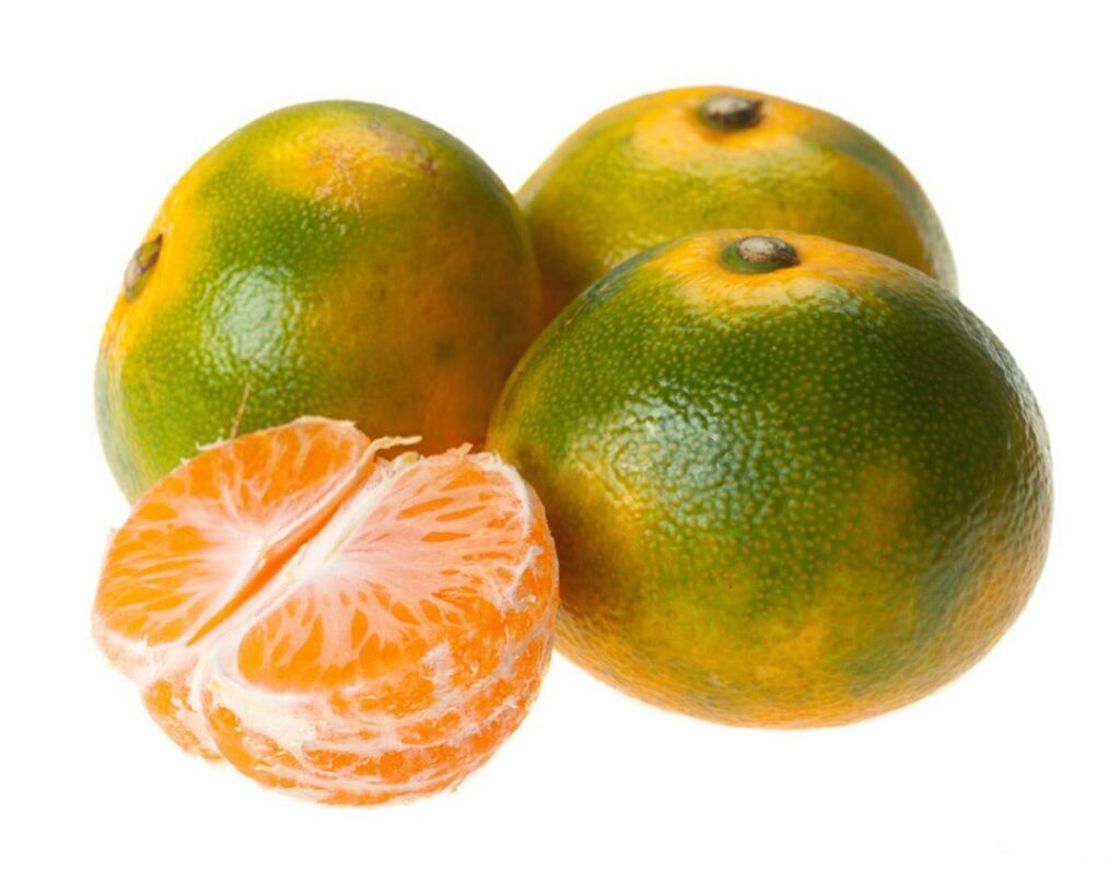 Wholesale supplier of organic Satsuma Mandarins. - Blife Srl organic ...