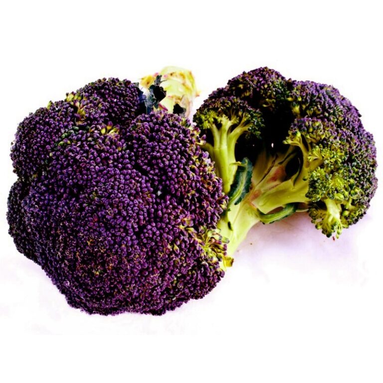 Wholesale Organic Purple Broccoli Supplier. - Blife Srl organic wholesaler