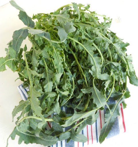 Wholesale supplier of organic broccoli fiolaro. - Blife Srl organic ...
