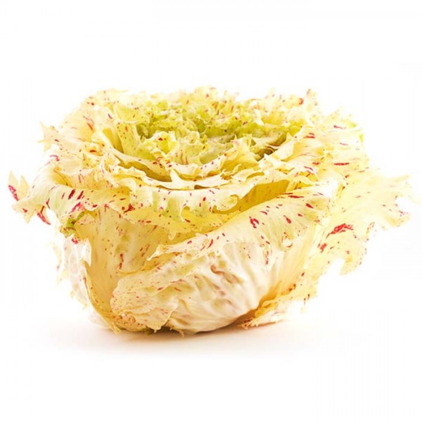 Fornitore di Radicchio variegato bio (Castelfranco) all'ingrosso ...