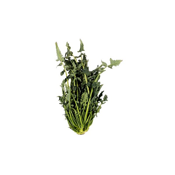Wholesale supplier of organic broccoli fiolaro. - Blife Srl organic ...